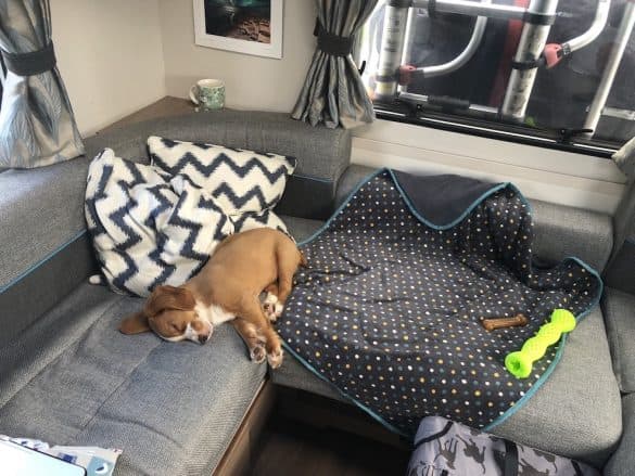 10 essential Dog Motorhome & Caravan travel accessories your doggo ...