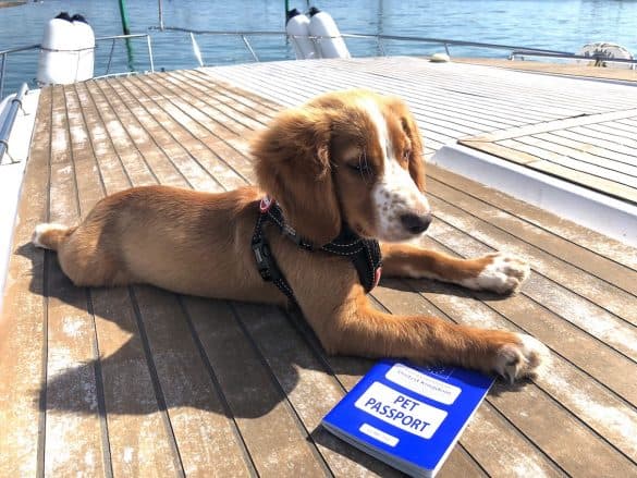 EU Pet Passport Changes (2026): What You Need to Know