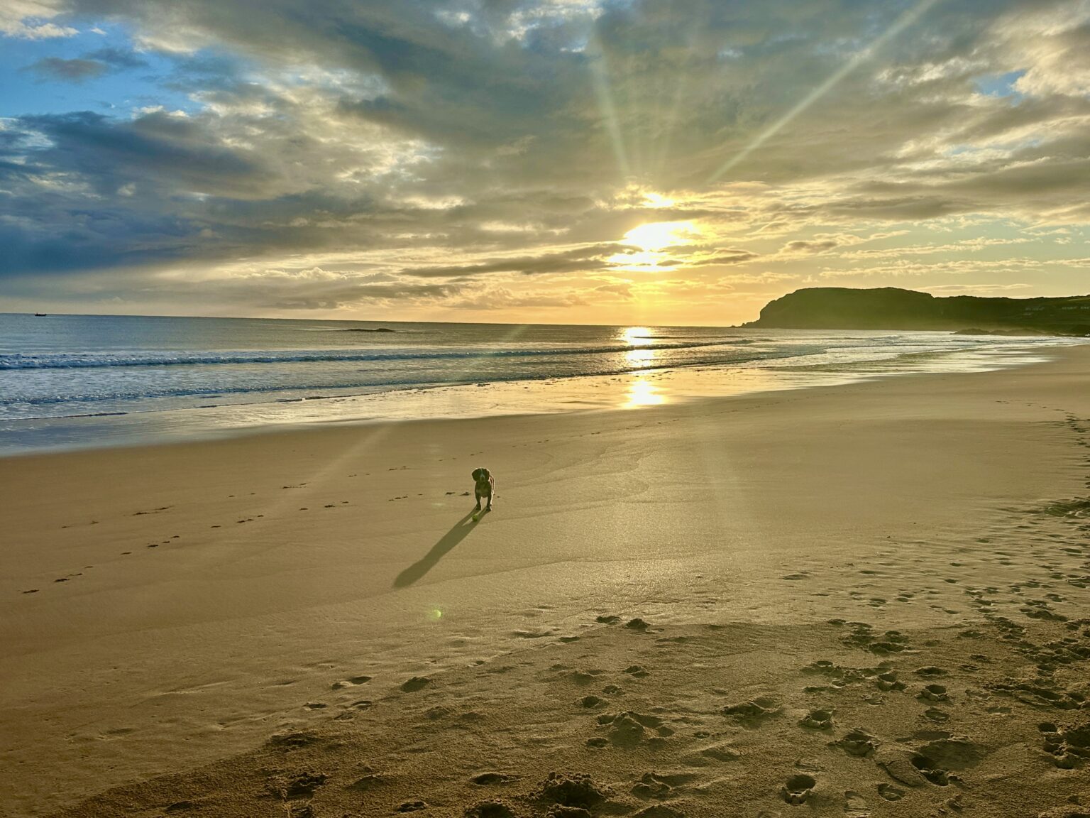 REVIEWED: Pet-friendly Cabin on Brittany Ferries. Worth it, or not ...